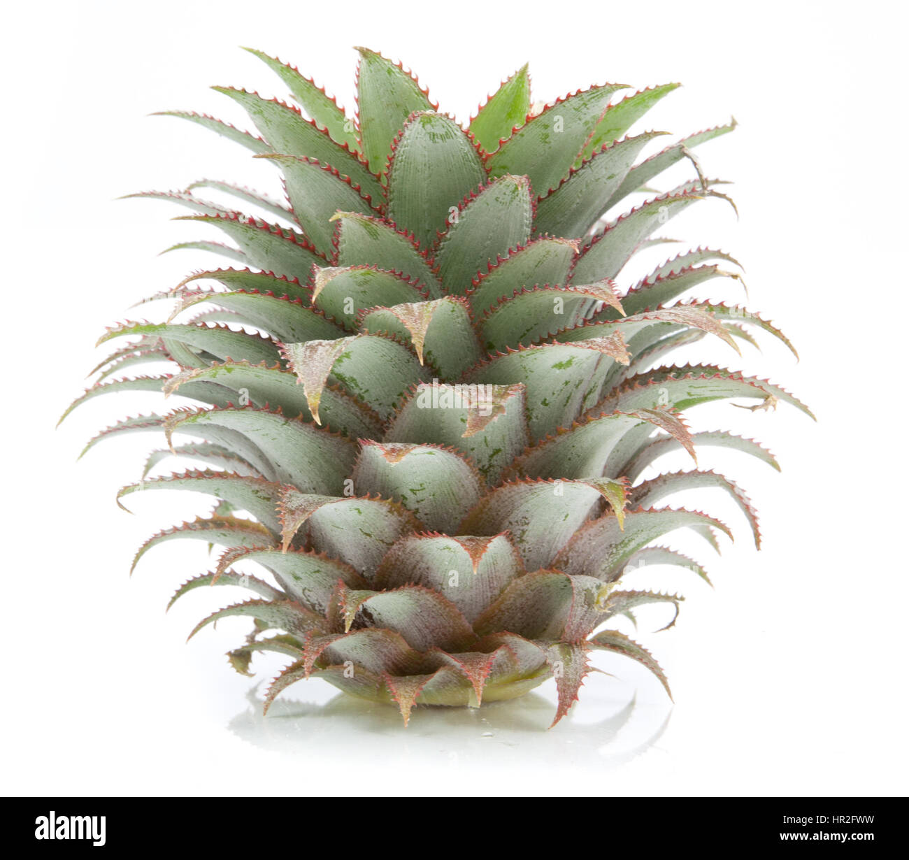 pineapple tree isolated on white background Stock Photo - Alamy