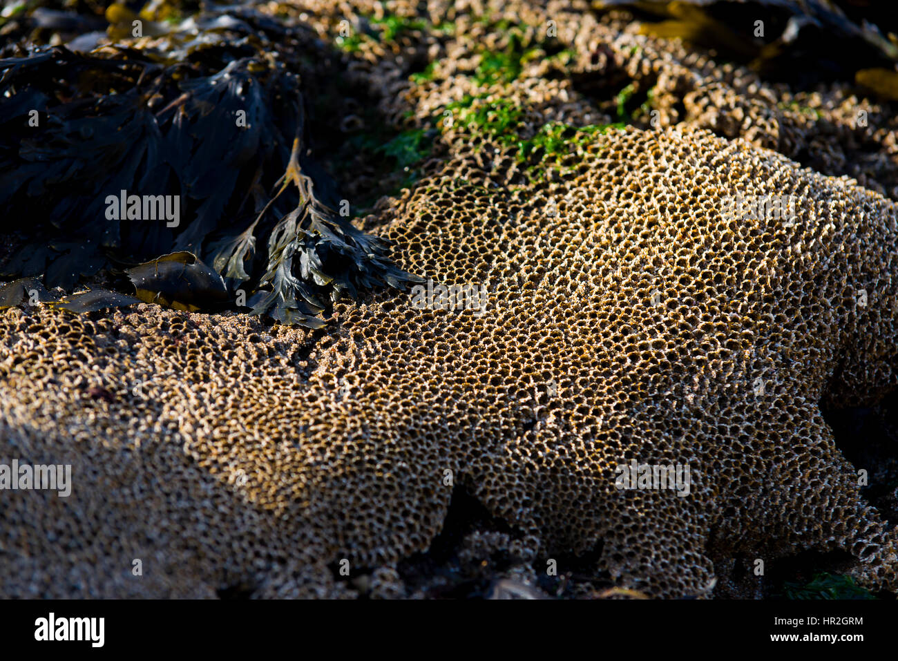 Honeycomb worms hi-res stock photography and images - Alamy