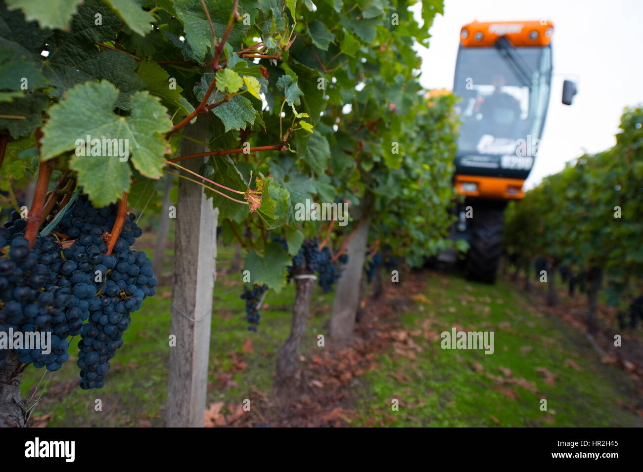 Mechanical harvesting of grapes in the vineyard, France Stock Photo - Alamy