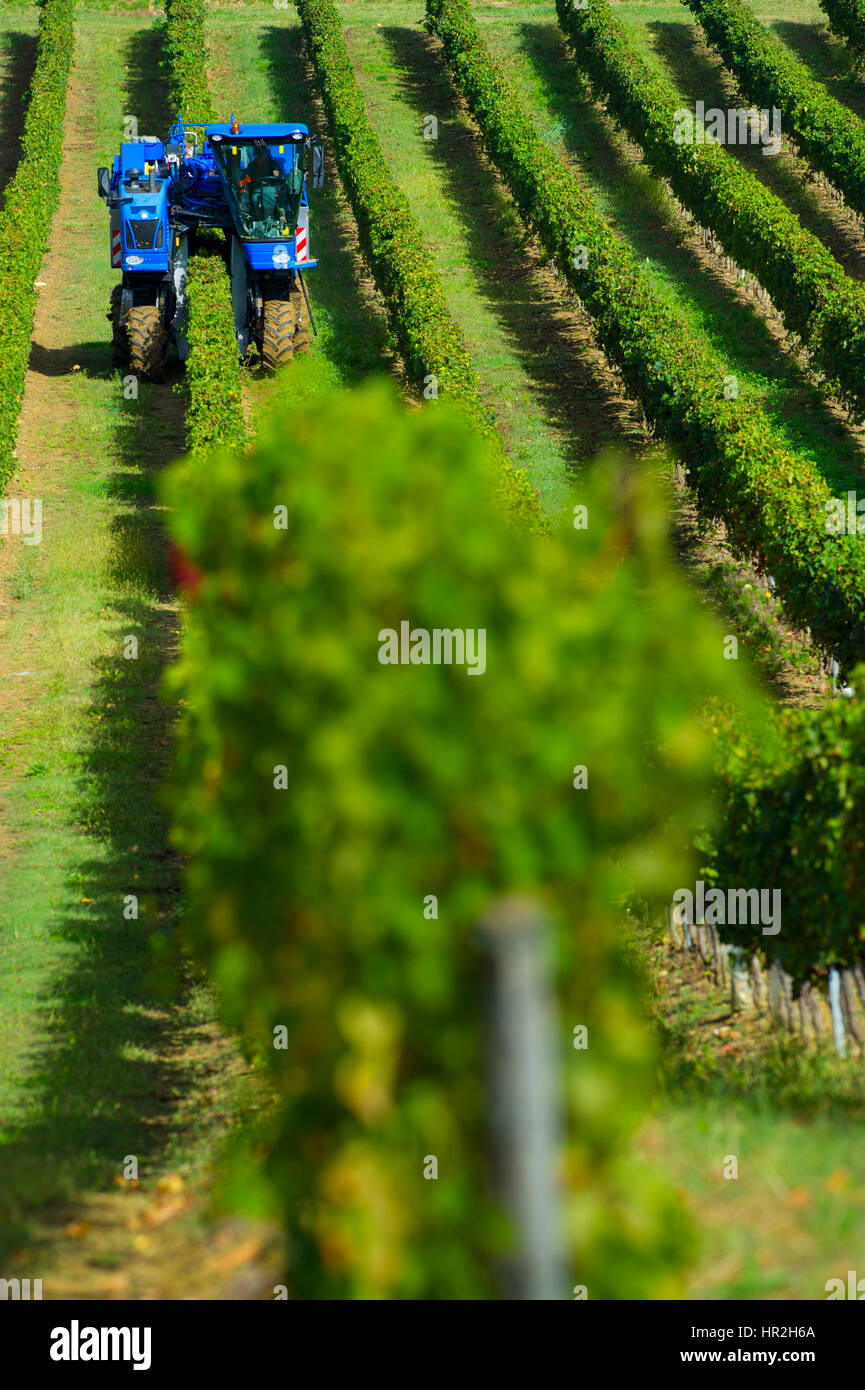 Mechanical harvesting of grapes in the vineyard, France Stock Photo - Alamy