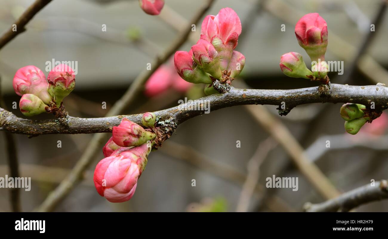 Quince blossom buds Stock Photo - Alamy