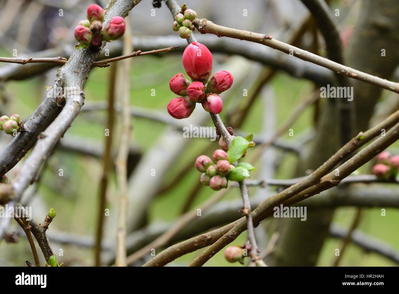 Quince blossom buds Stock Photo - Alamy