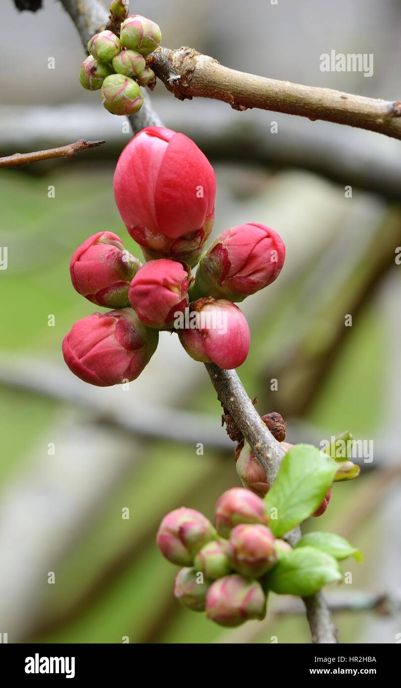 Quince blossom buds Stock Photo - Alamy