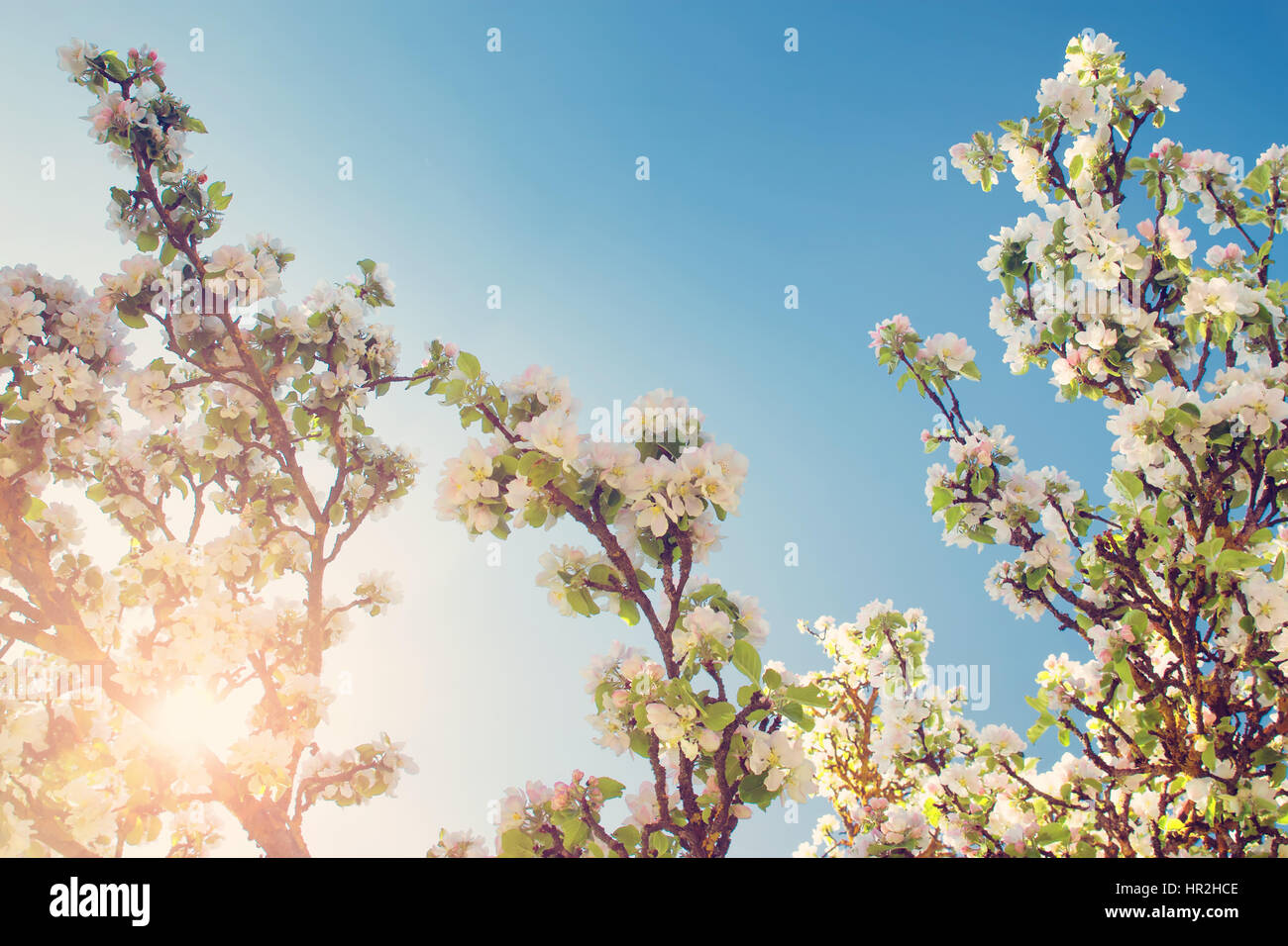 blurred apple tree background Stock Photo - Alamy