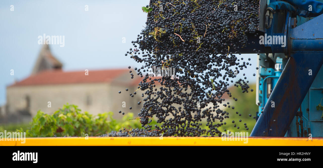 Mechanical harvesting of grapes in the vineyard, France Stock Photo - Alamy