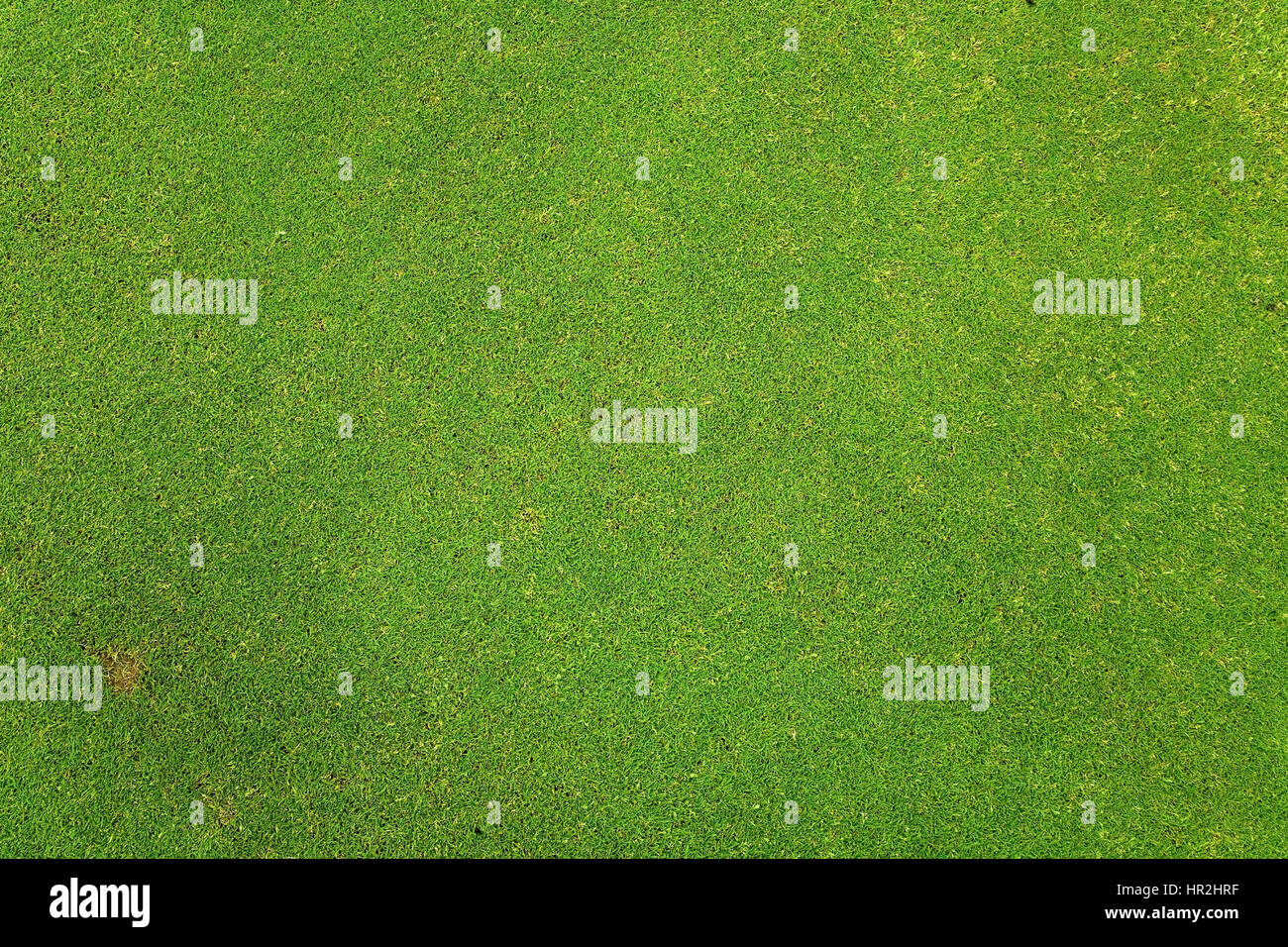 green grass texture taken on a golf course so the grass is very nice ...