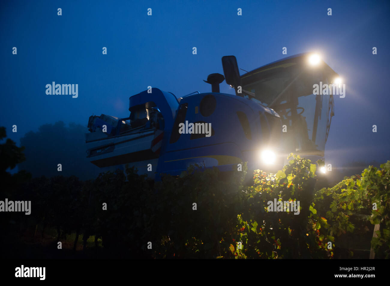 Mechanical harvesting of grapes in the vineyard, France Stock Photo - Alamy