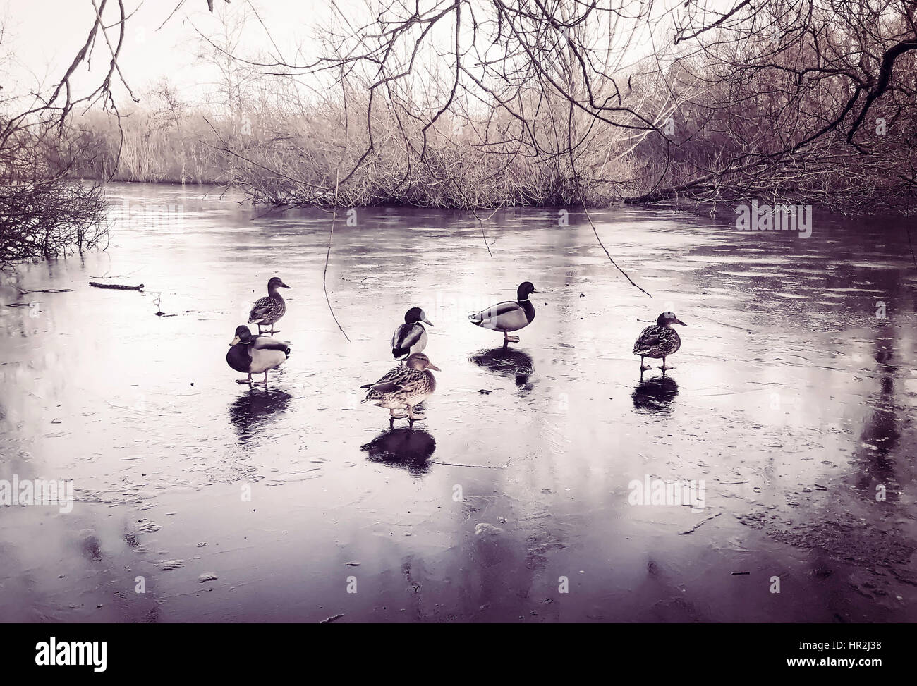 Duck in denmark hi-res stock photography and images - Alamy