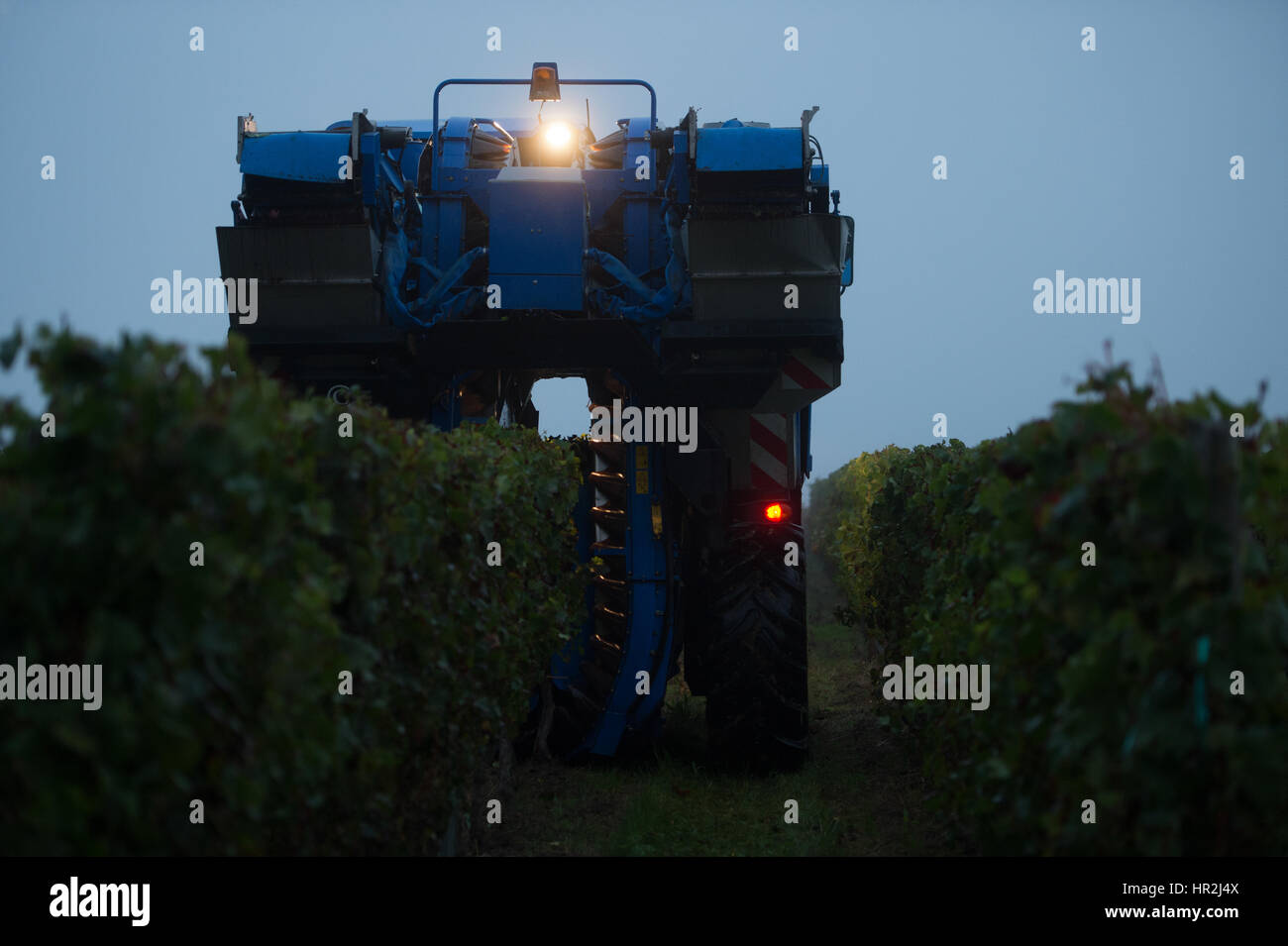 Mechanical harvesting of grapes in the vineyard, France Stock Photo - Alamy