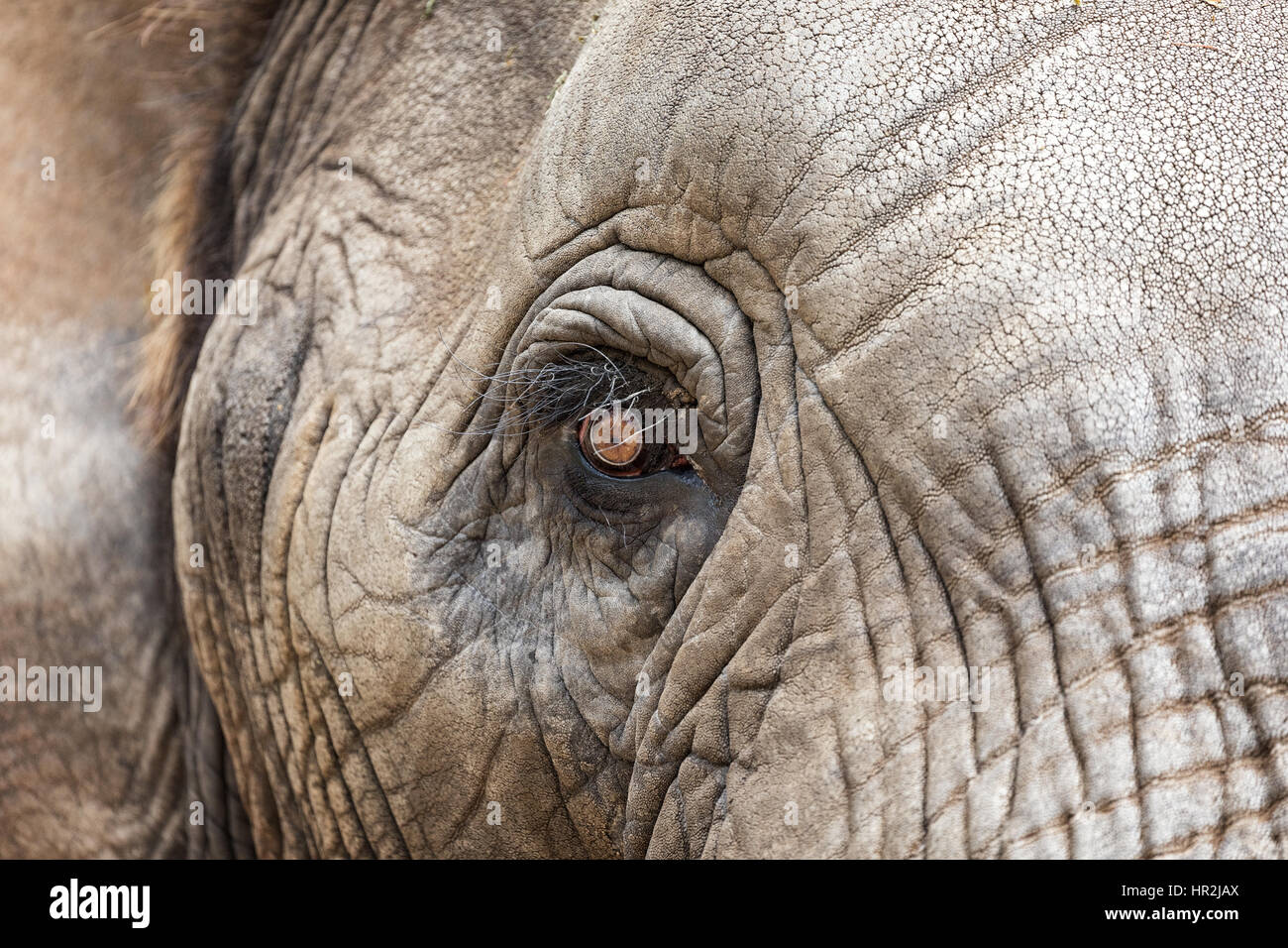 Africa close skin eye elephant hi-res stock photography and images - Alamy
