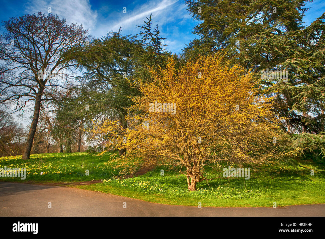 Cornus mas, Cornelian Cherry, in flower in botanical garden Stock Photo ...