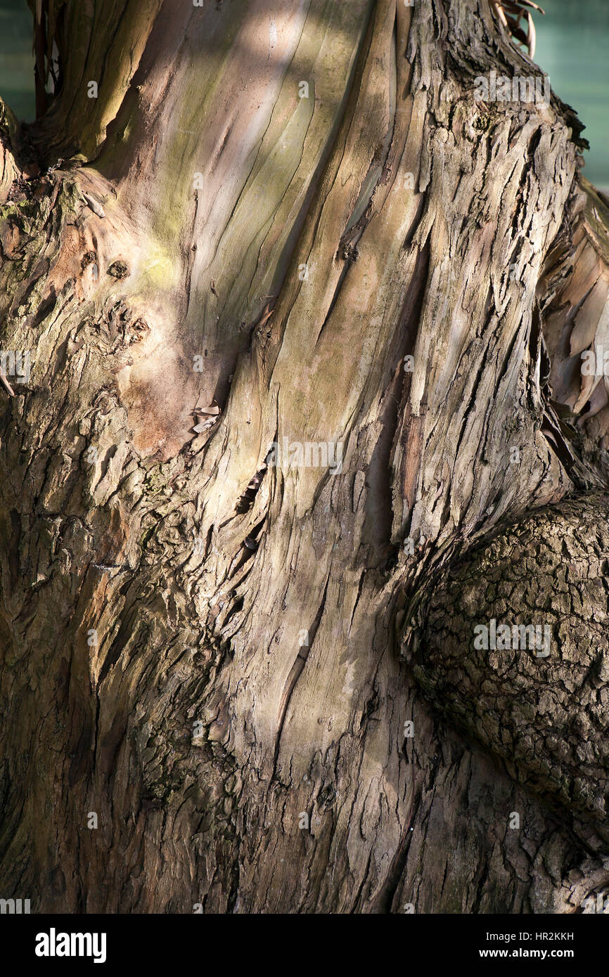 Spotted gum tree bark hi-res stock photography and images - Alamy