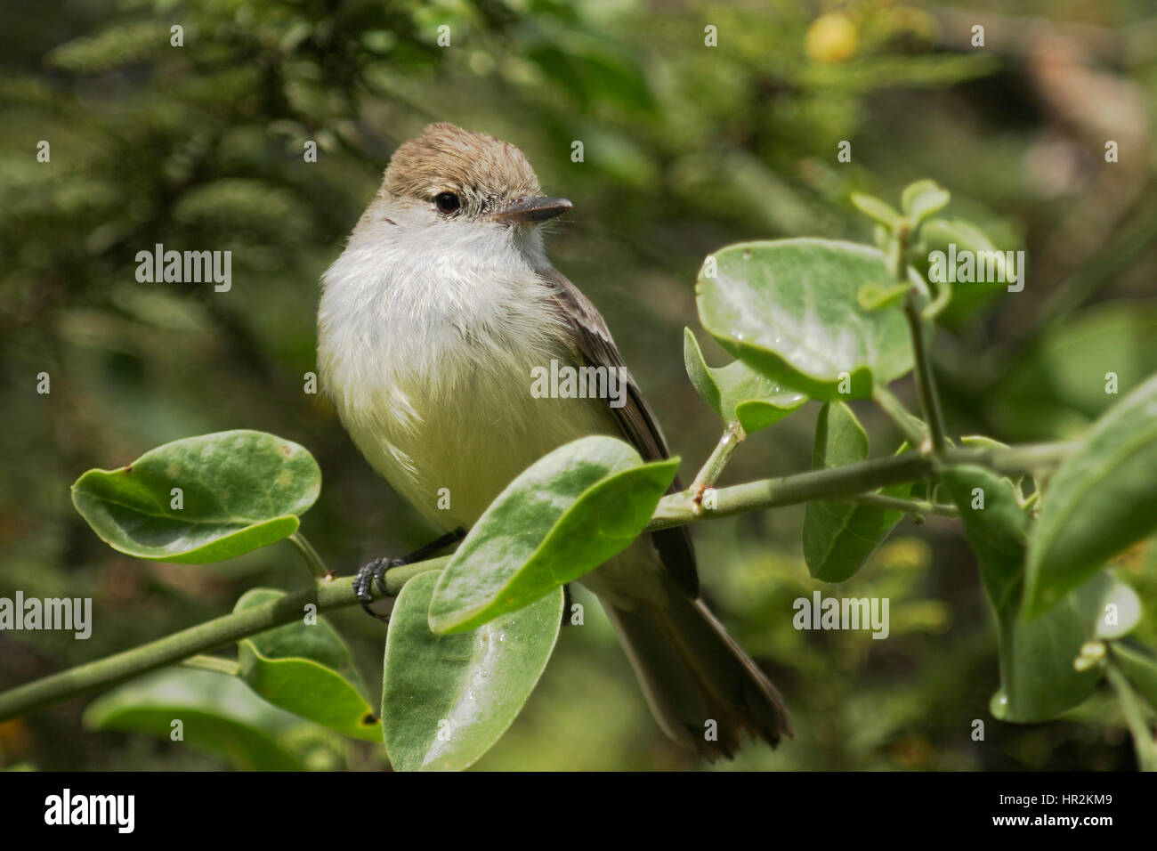Galapagos flycatcher (Myiarchus magnirostris), Charles Darwin Research ...
