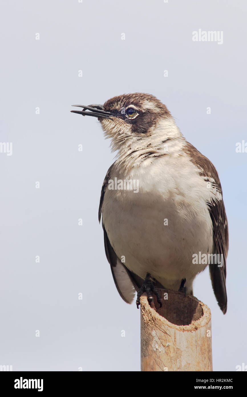 Galapagos mockingbird (Mimus parvulus), Charles Darwin Research Station ...