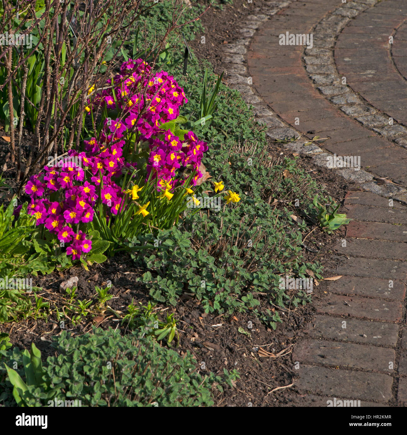 the Garden Primrose (Primula juliana) close-up, Kew Gardens, southwest ...