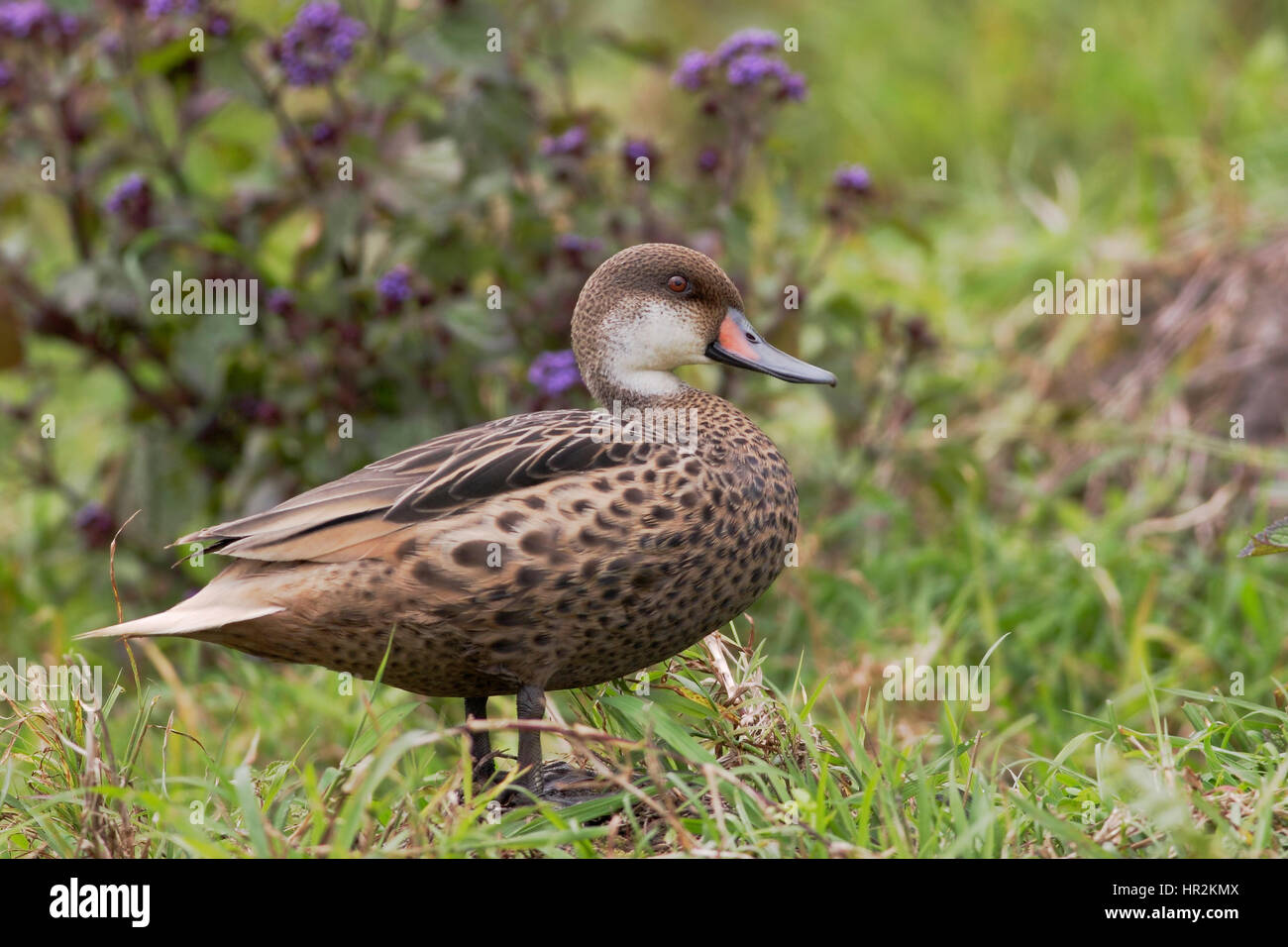 Bahama pintail duck anas bahamensis hi-res stock photography and images ...