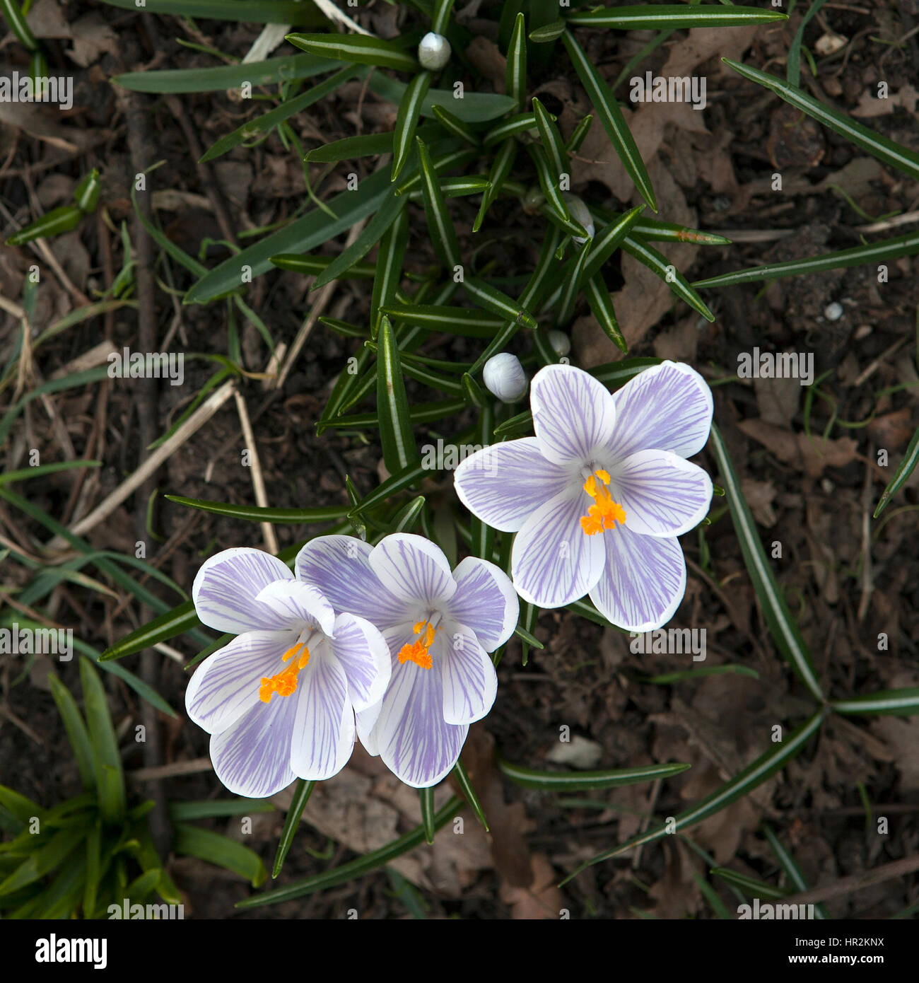 Crocuses in late afternoon sunlight. Spring, Royal Botanic Gardens Kew ...
