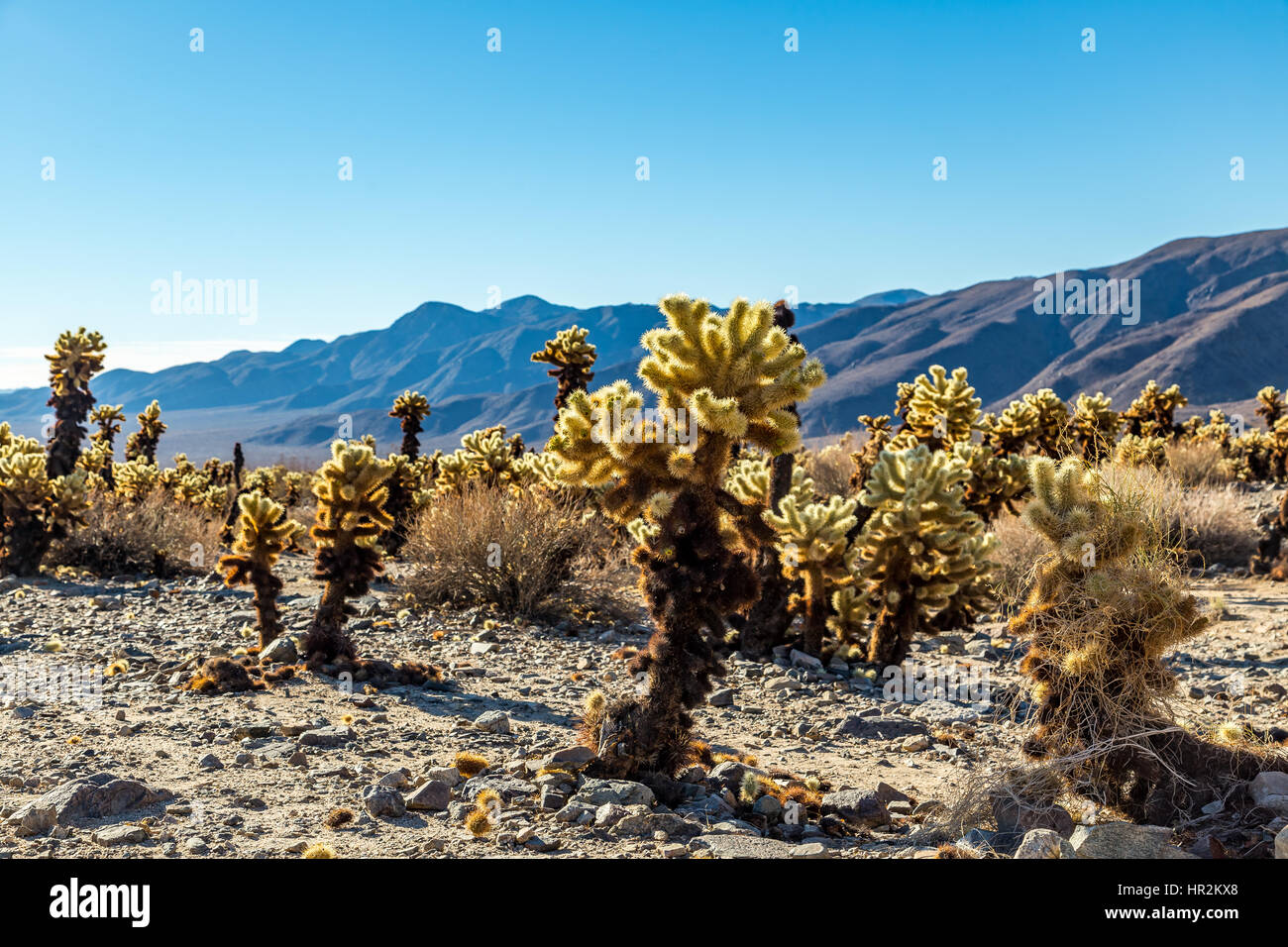 The "jumping cholla" name comes from the ease with which the stems ...