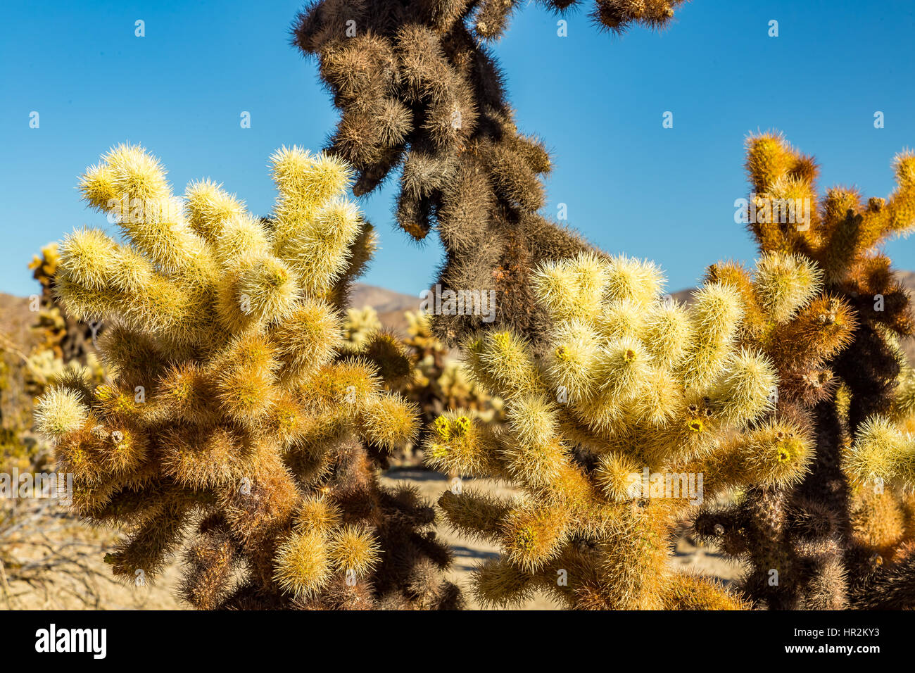 The "jumping cholla" name comes from the ease with which the stems ...