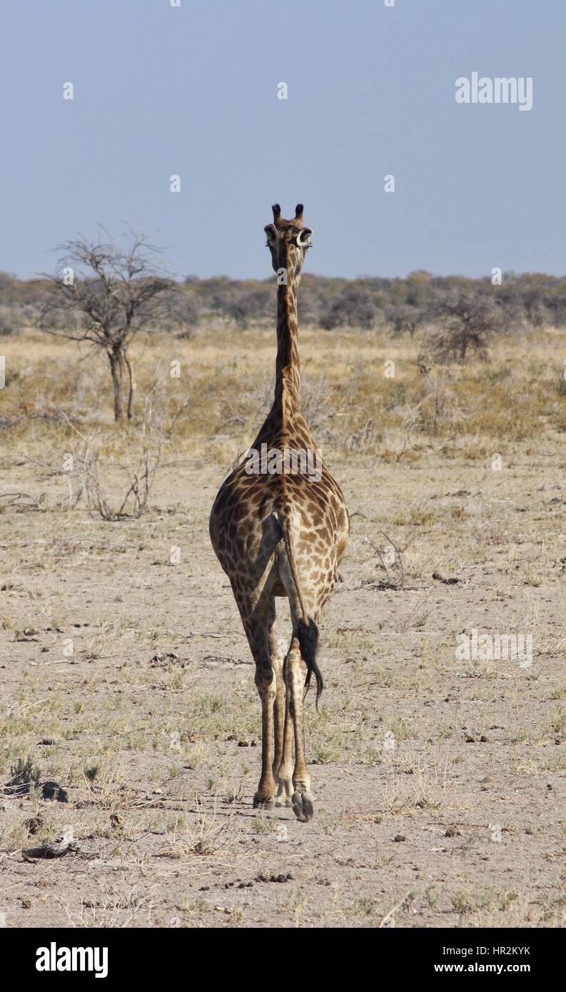 Big bum hi-res stock photography and images - Alamy