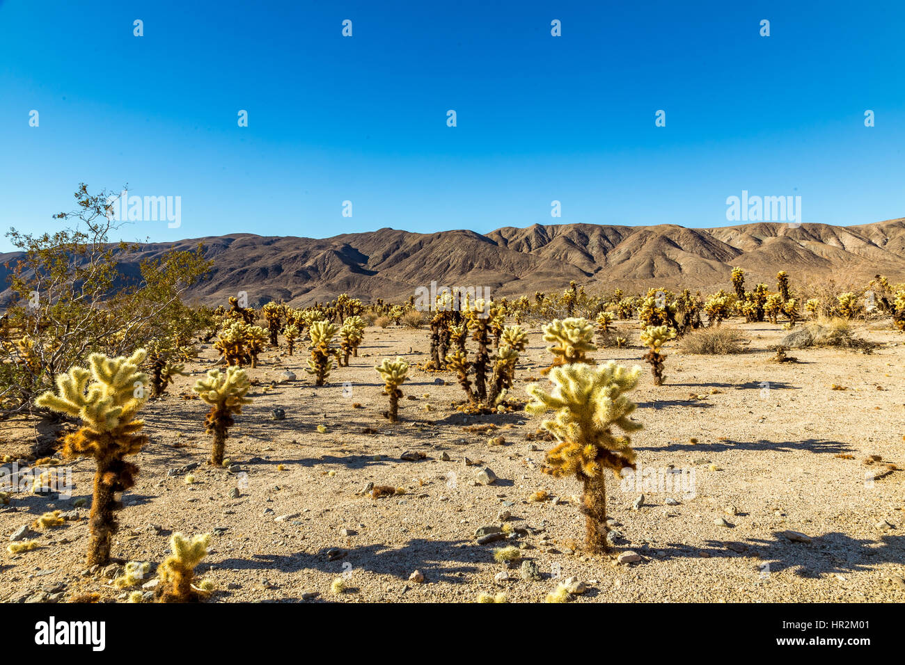The "jumping cholla" name comes from the ease with which the stems ...