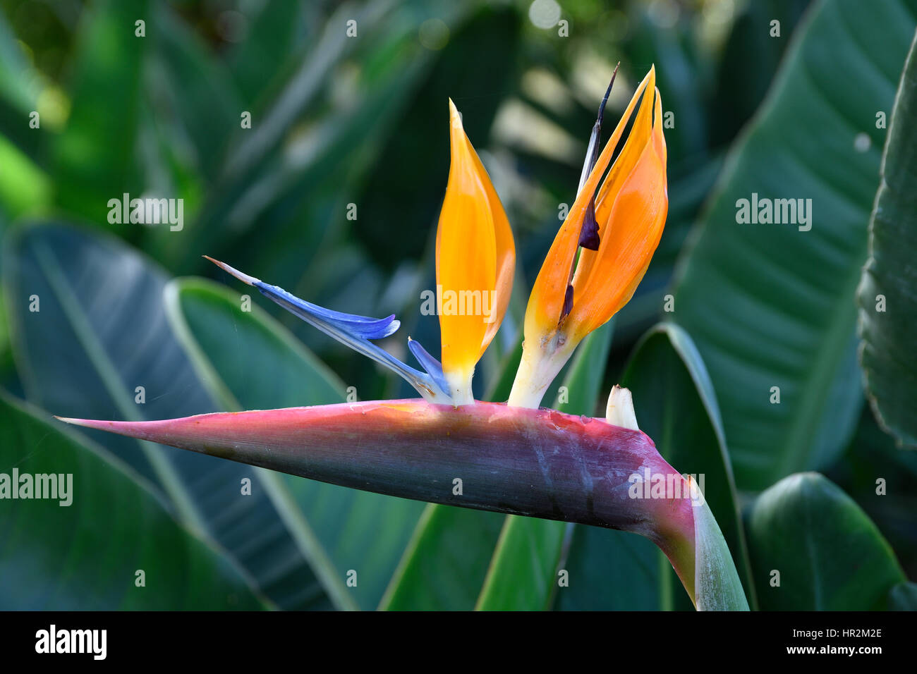 Crane Flower Stock Photos & Crane Flower Stock Images - Alamy