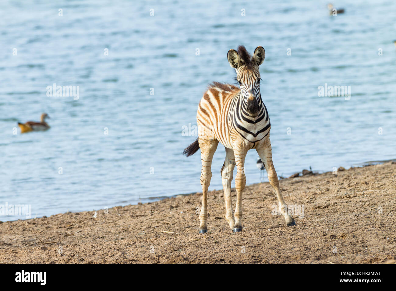 Zebra calf alone hi-res stock photography and images - Alamy