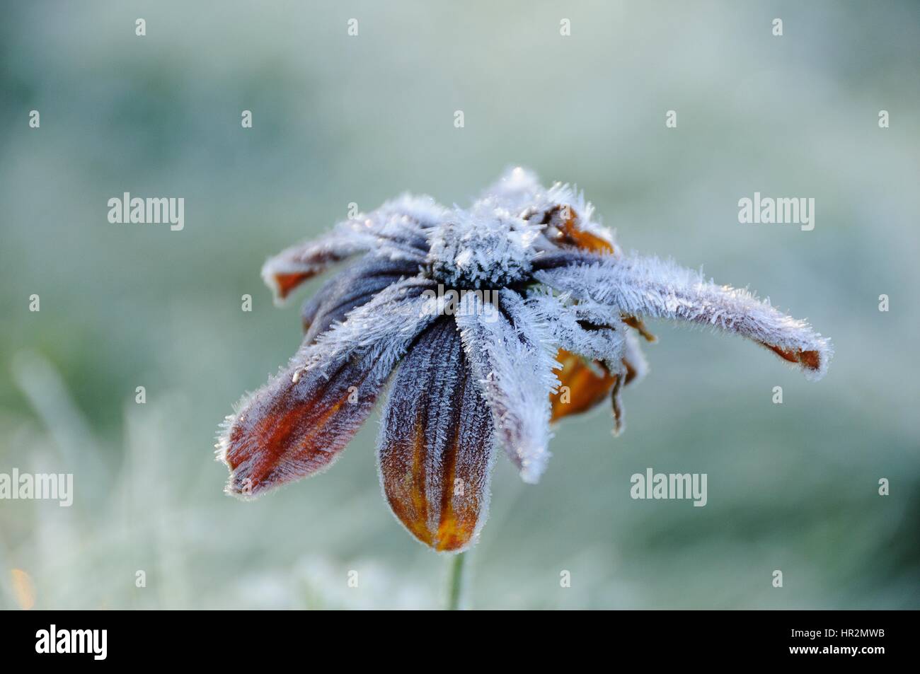 Frost plants hi-res stock photography and images - Alamy