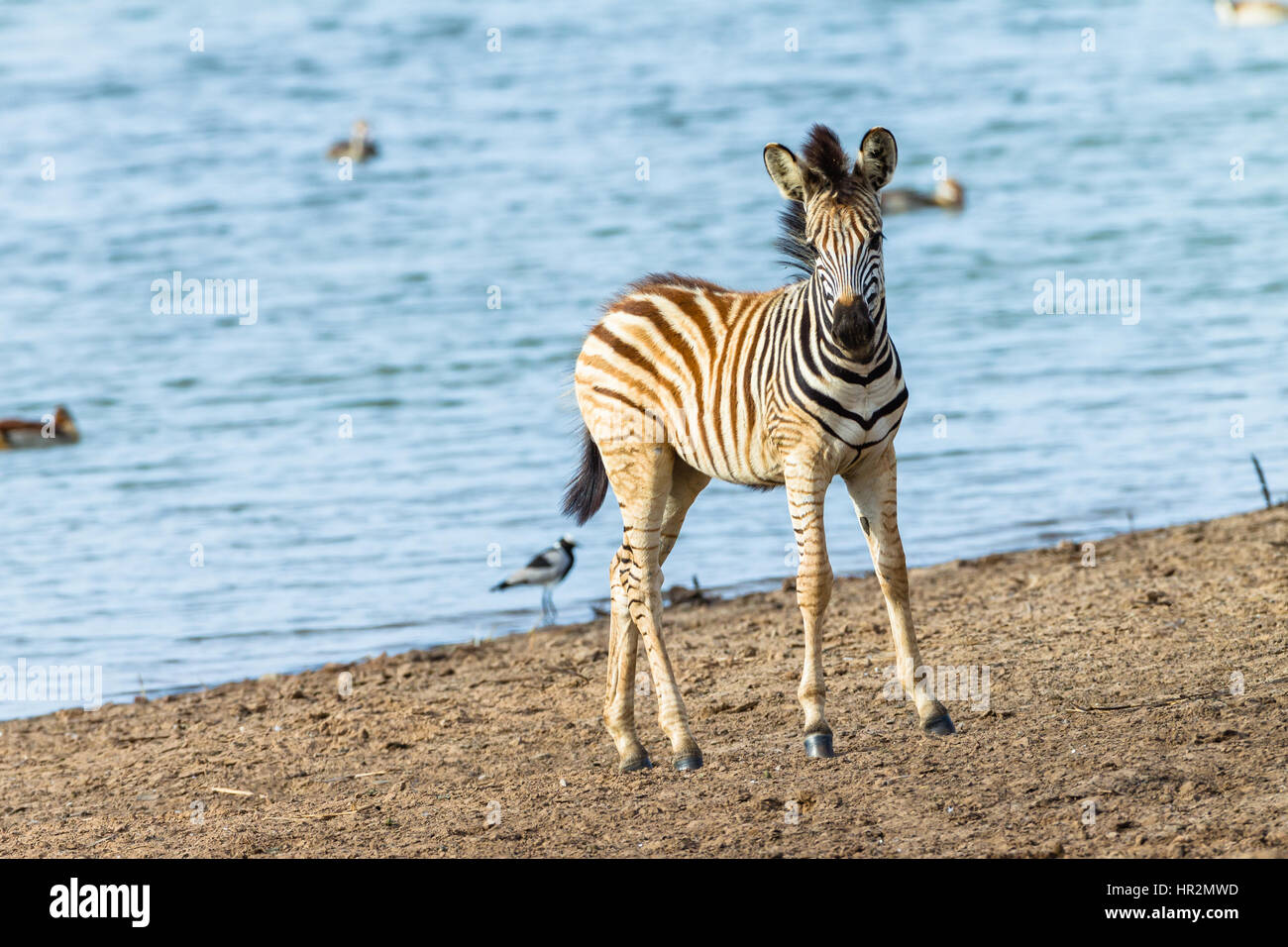 Zebra calf hi-res stock photography and images - Alamy
