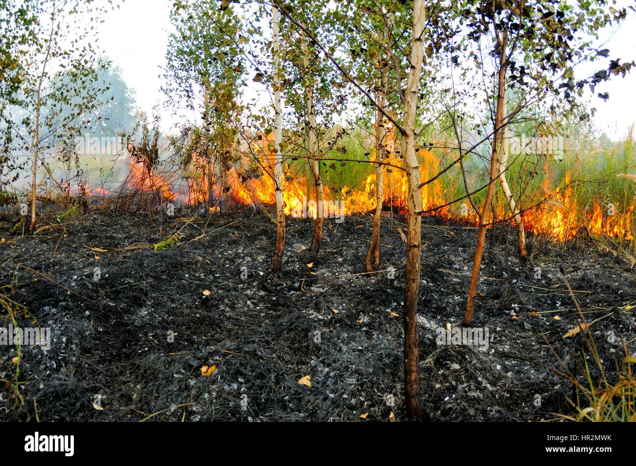 Fire in the grove. Adobe RGB Stock Photo - Alamy
