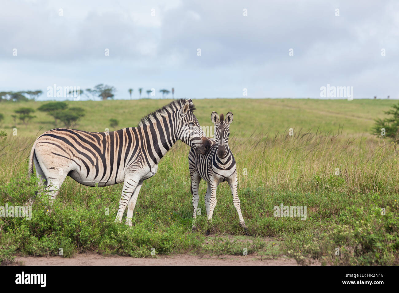 Zebra calf hi-res stock photography and images - Alamy