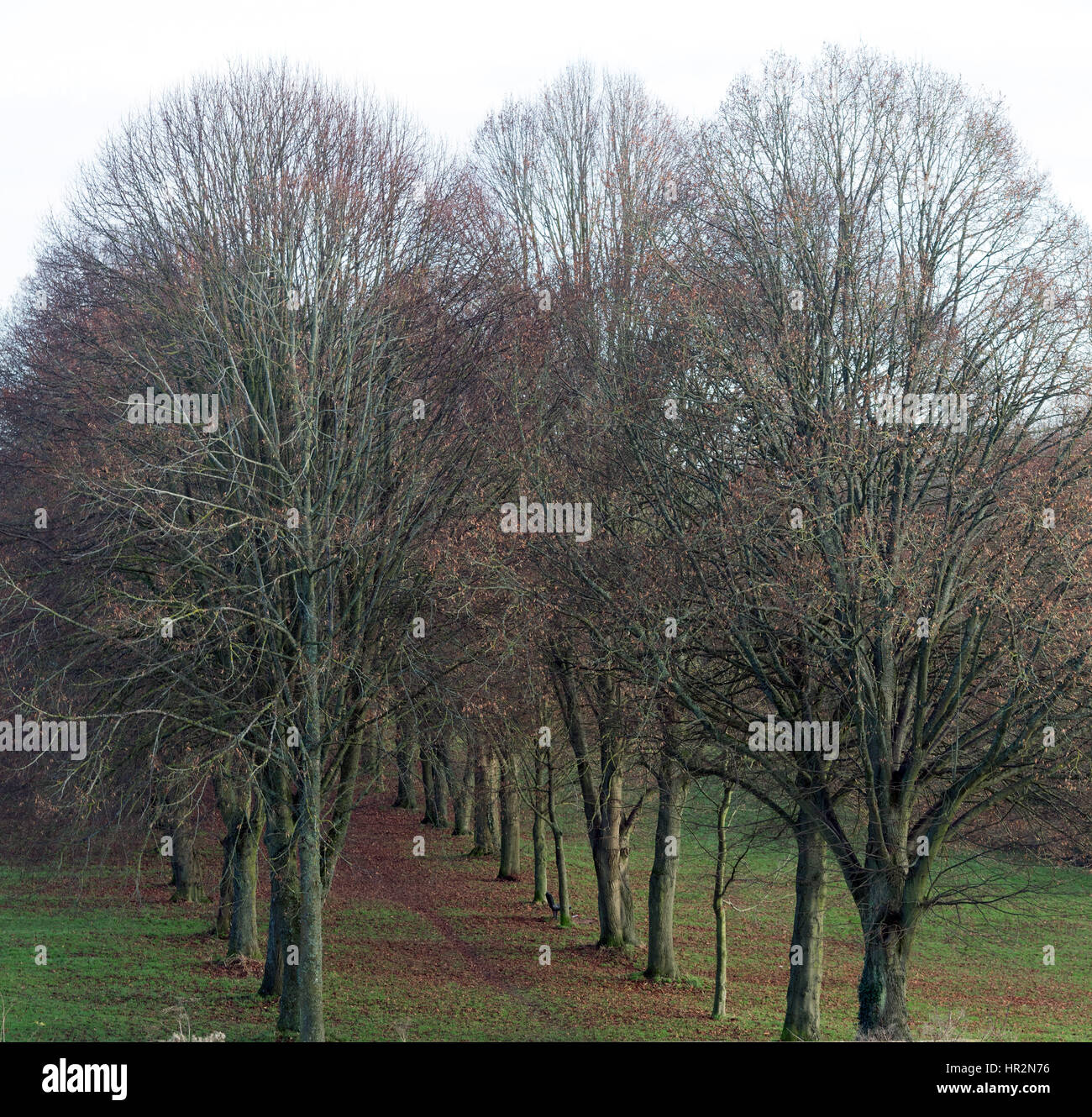 Trees at Farnham Park in Surrey Stock Photo - Alamy