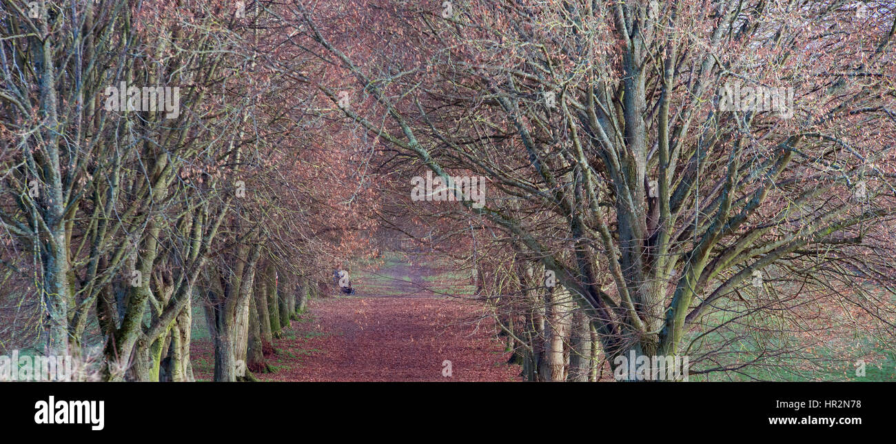 Trees at Farnham Park in Surrey Stock Photo - Alamy