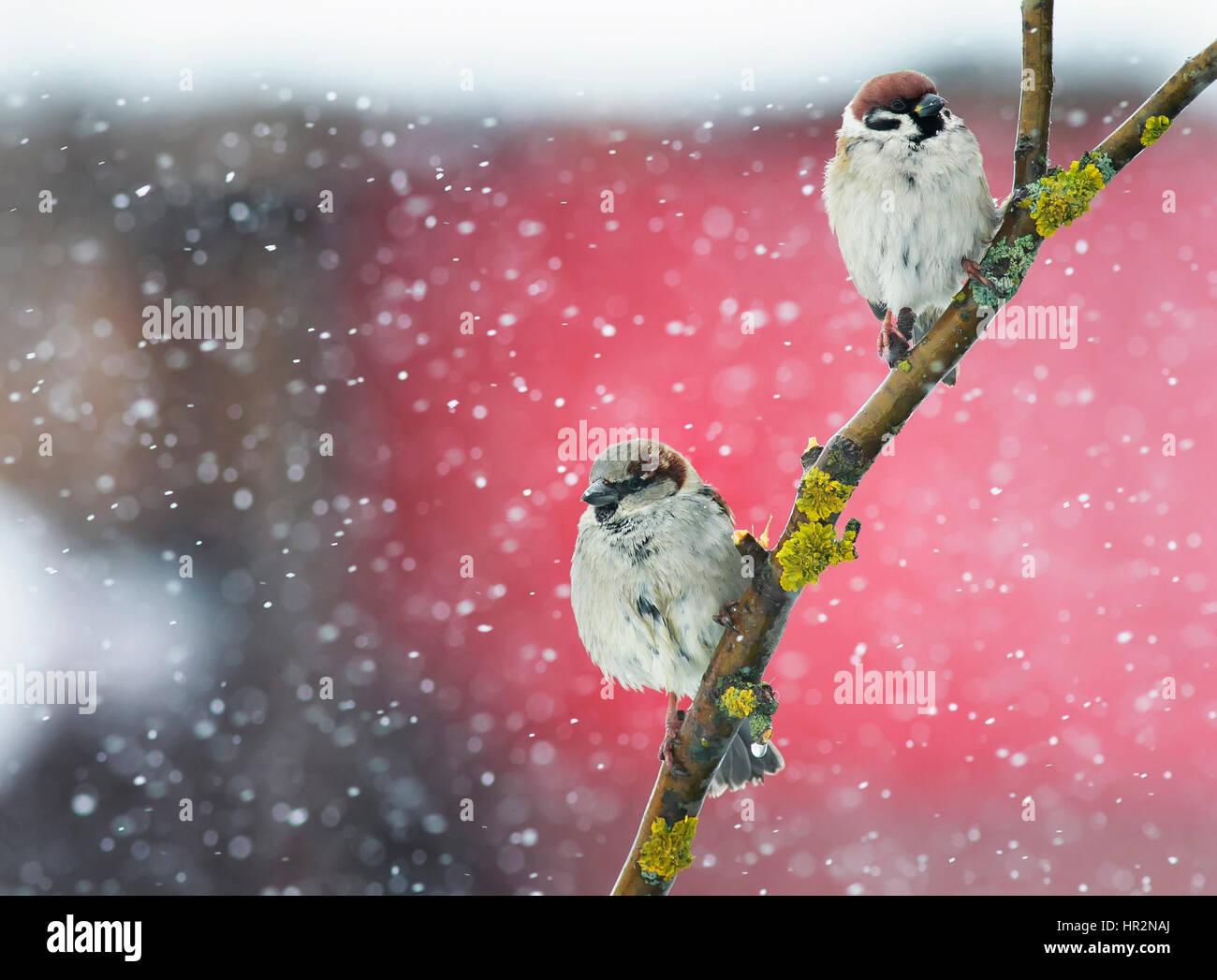 two funny little birds sitting on a branch during a heavy snowfall in ...