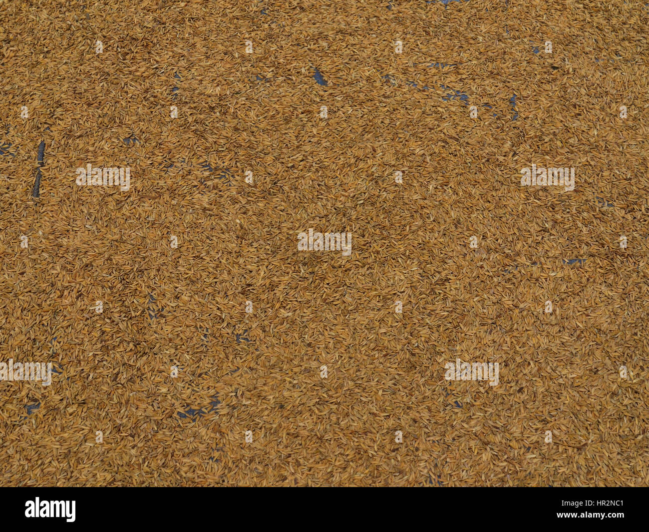 Harvested rice seeds drying lying on a flat surface, top view. Bali ...