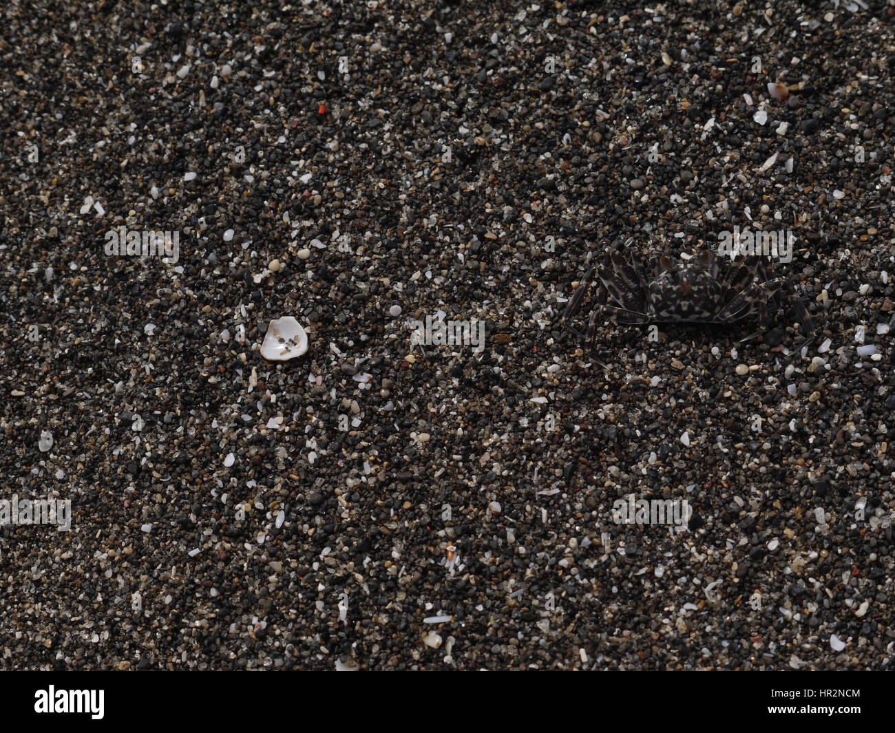 Almost invisible crab on a black volcanic sand beach. Bali, Indonesia ...