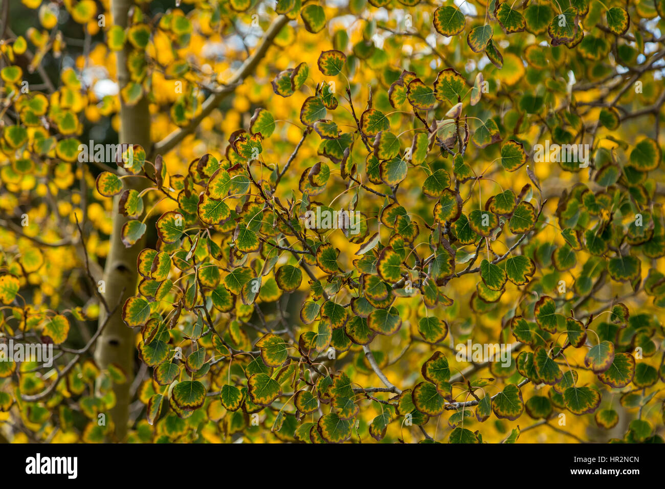Aspen leaves beginning to change color in the fall Stock Photo - Alamy