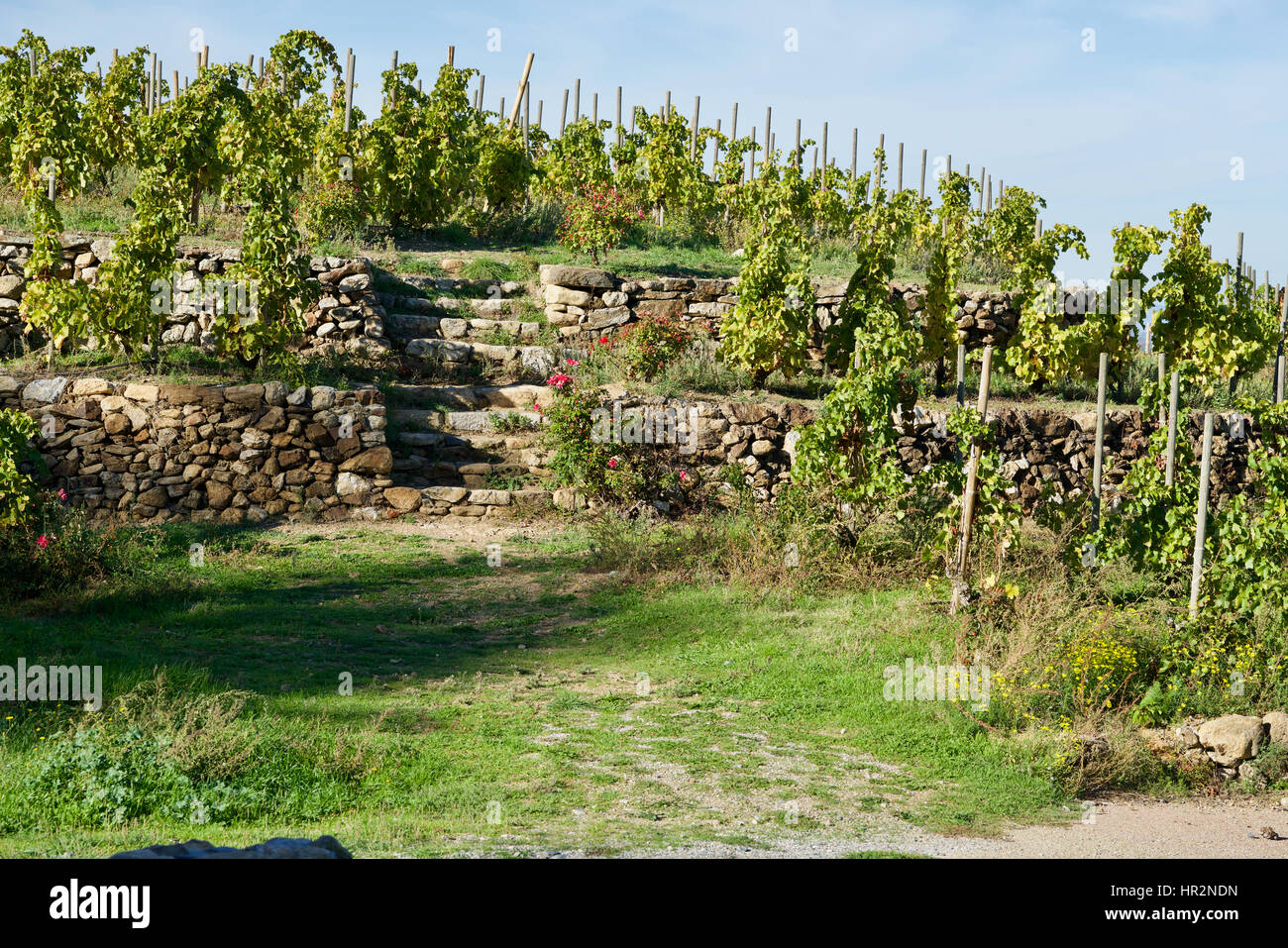 Terrace with grapevine hi-res stock photography and images - Alamy