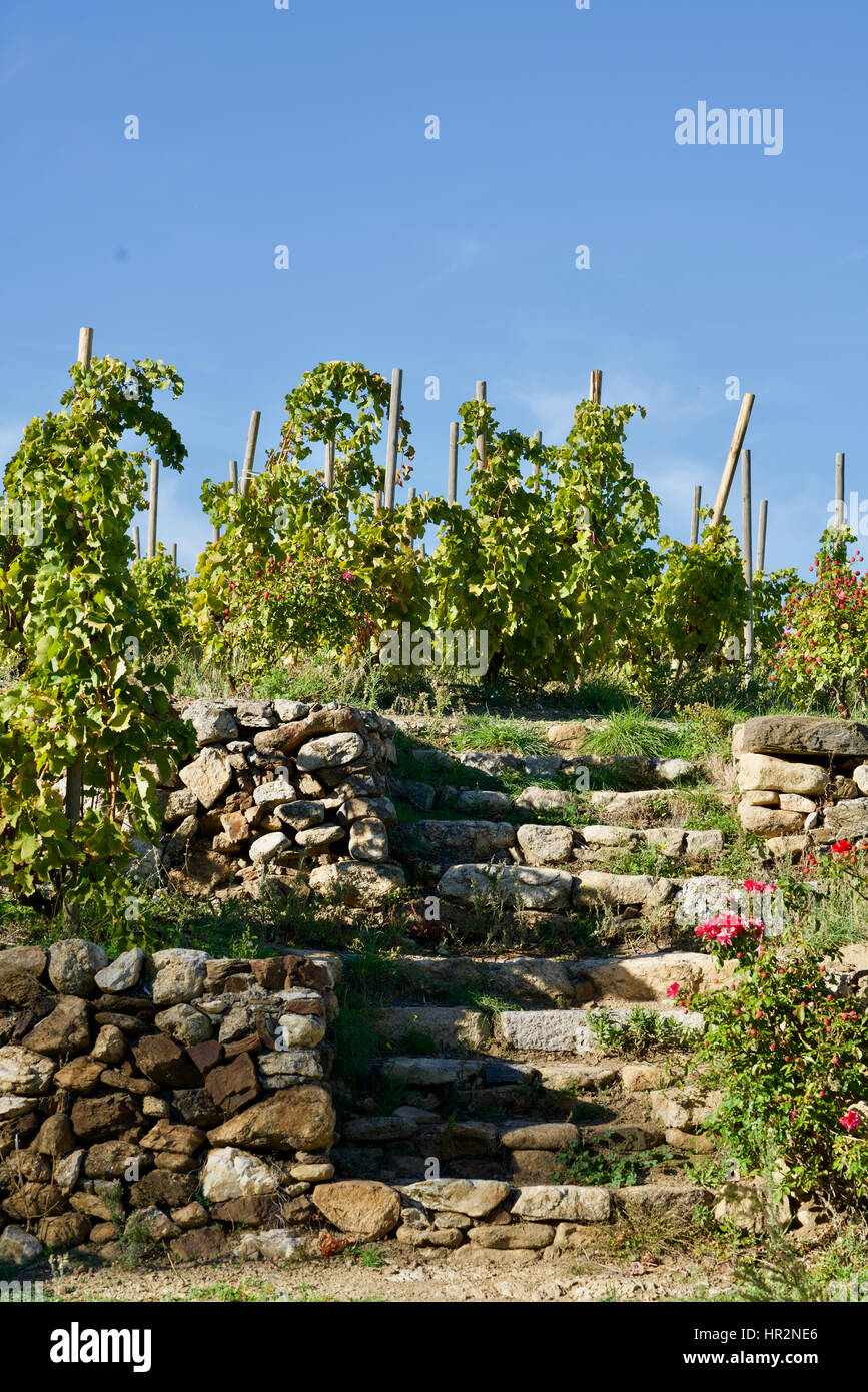 grapevines on terraces Stock Photo - Alamy