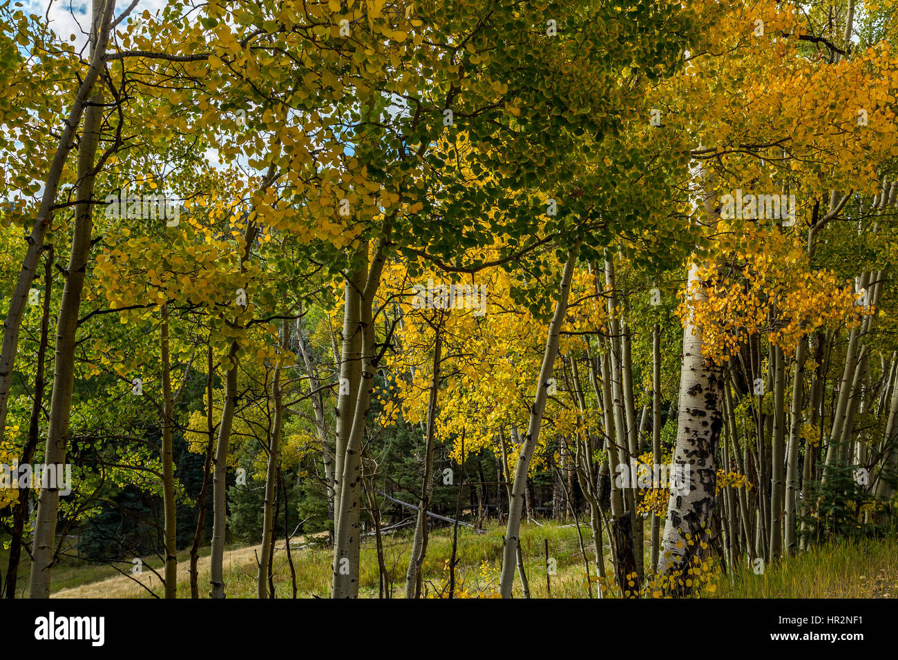 Aspen leaves beginning to change color in the fall Stock Photo - Alamy