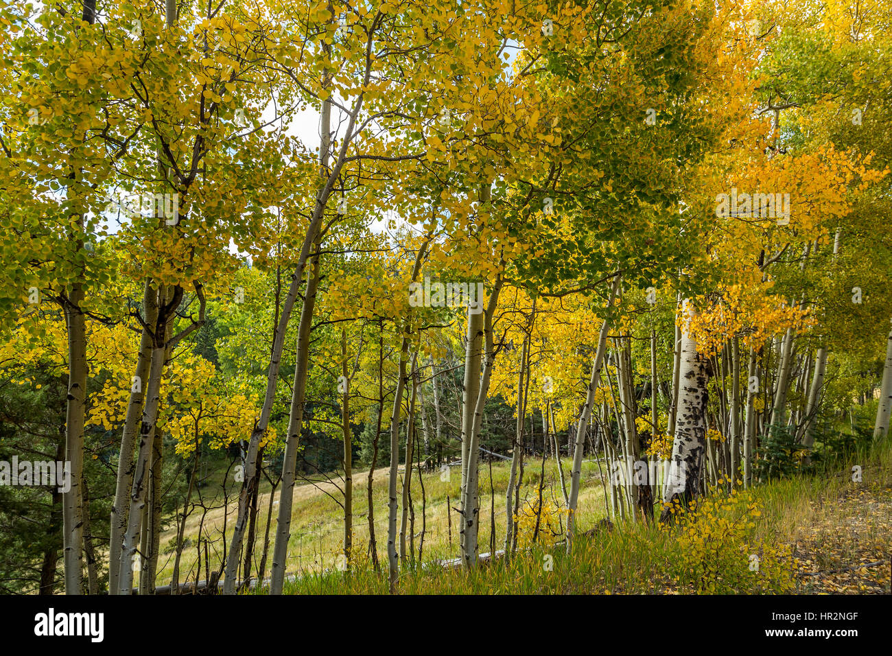 Aspen leaves beginning to change color in the fall Stock Photo - Alamy