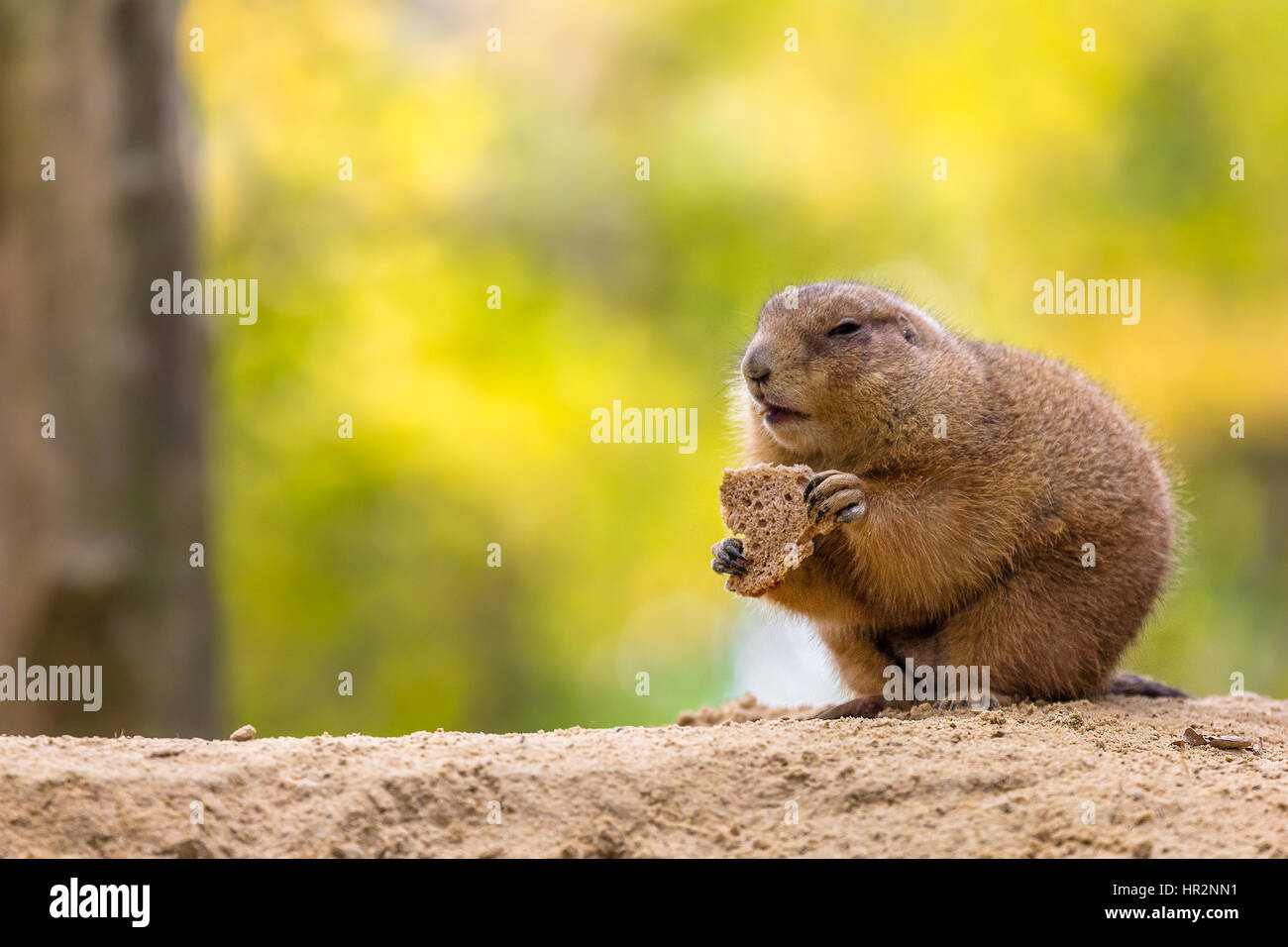 A Prairie dog eating a piece of bread Stock Photo - Alamy