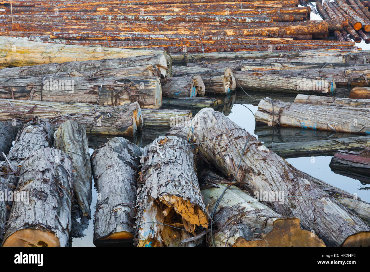Abstract image of floating logs awaiting processing Stock Photo - Alamy