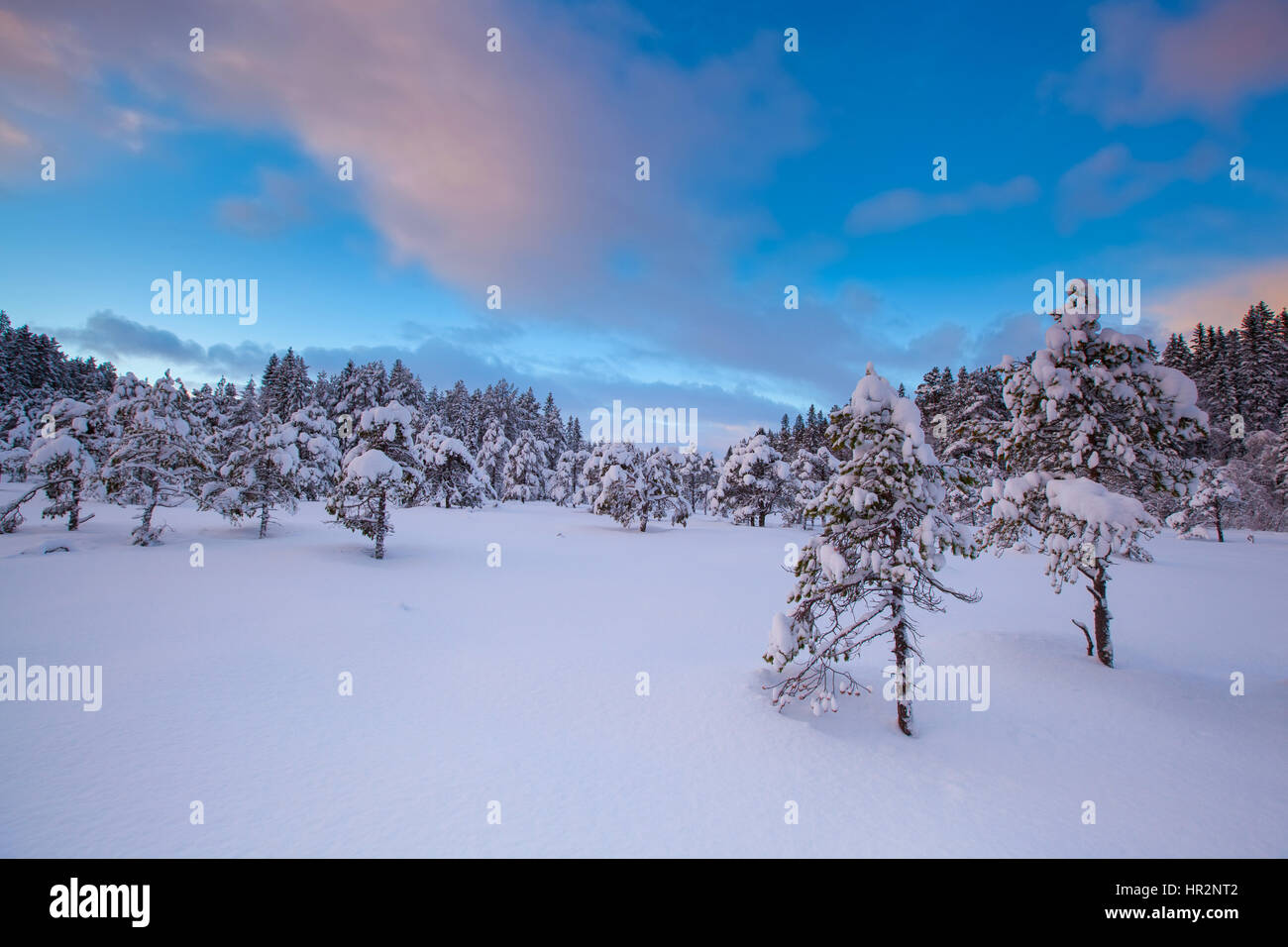 beautiful winter landscape snow tree Stock Photo - Alamy