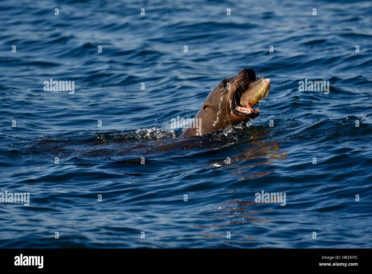Seal eating fish hi-res stock photography and images - Alamy