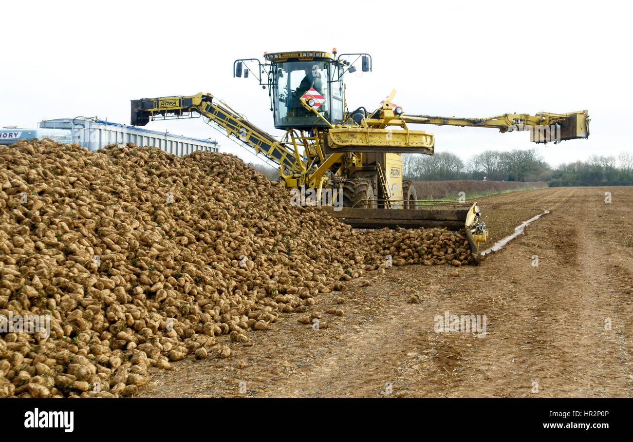 farm machinery for loading sugar beet Stock Photo - Alamy