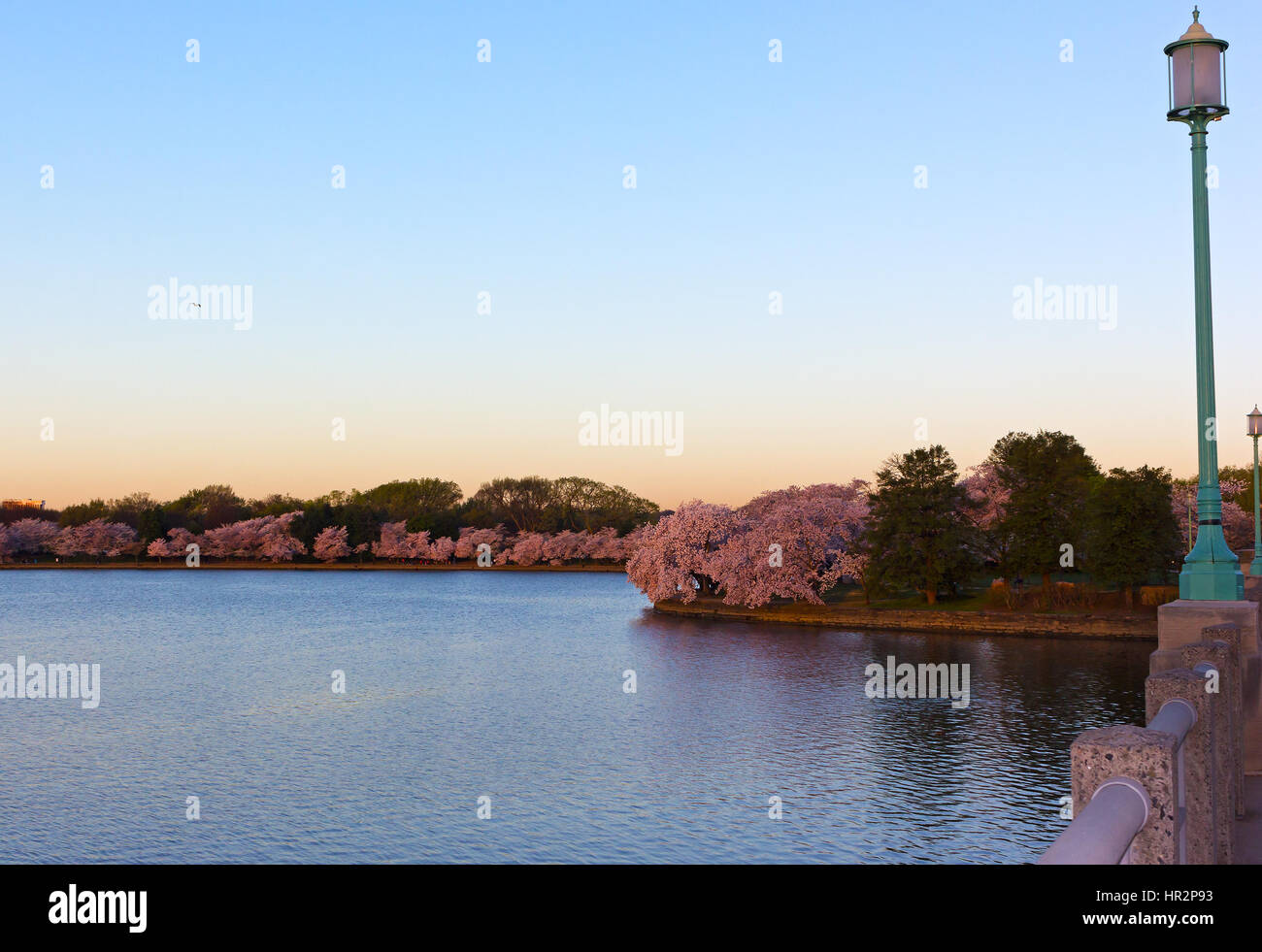 Blooming cherry trees around Tidal Basin on Washington DC, USA ...
