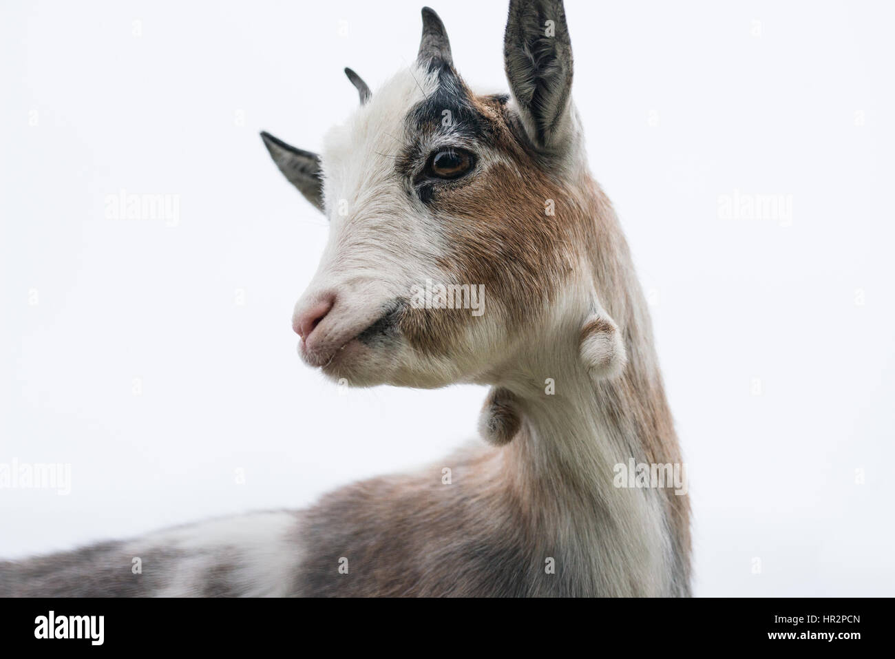 Goat face hi-res stock photography and images - Alamy