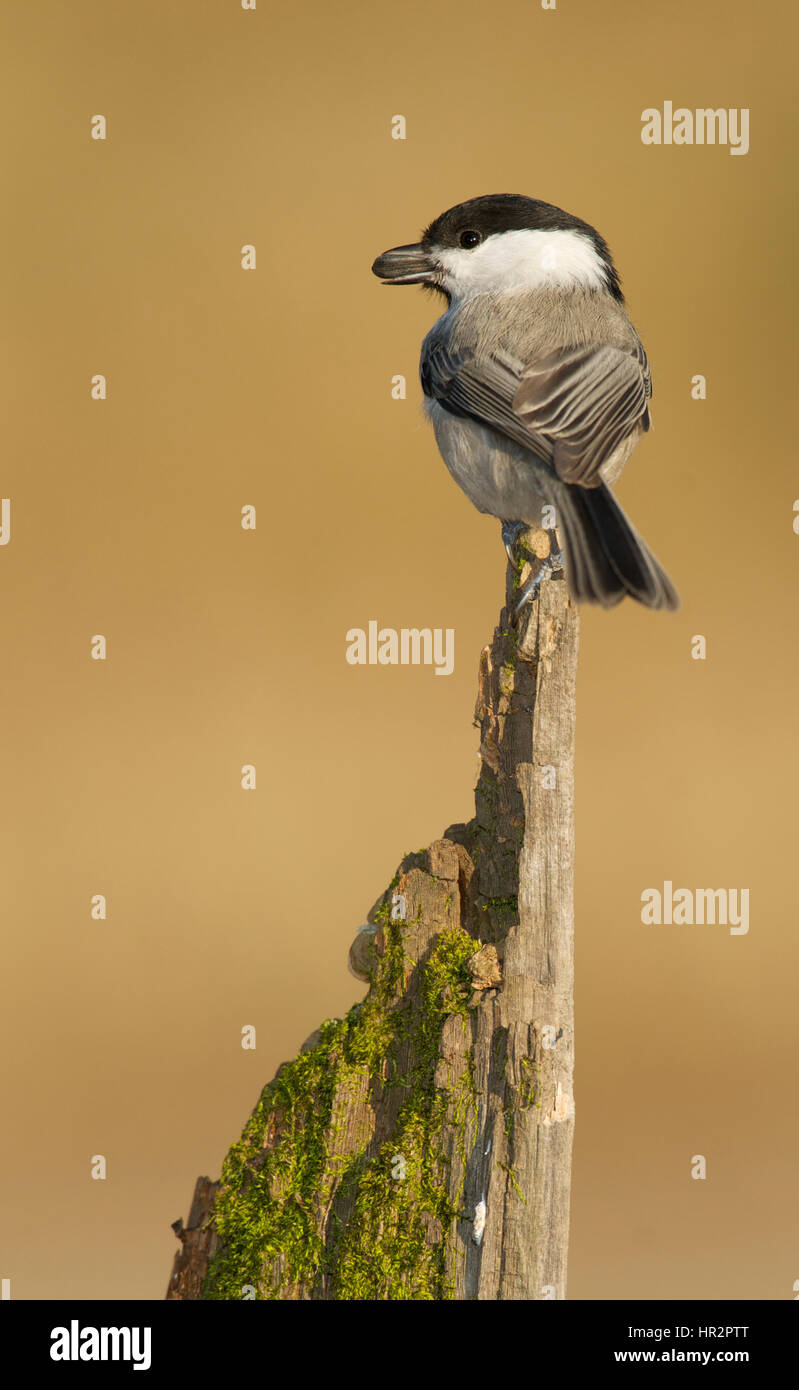 Willow Tit, Parus montanus, on thick branch with seed and with brown ...