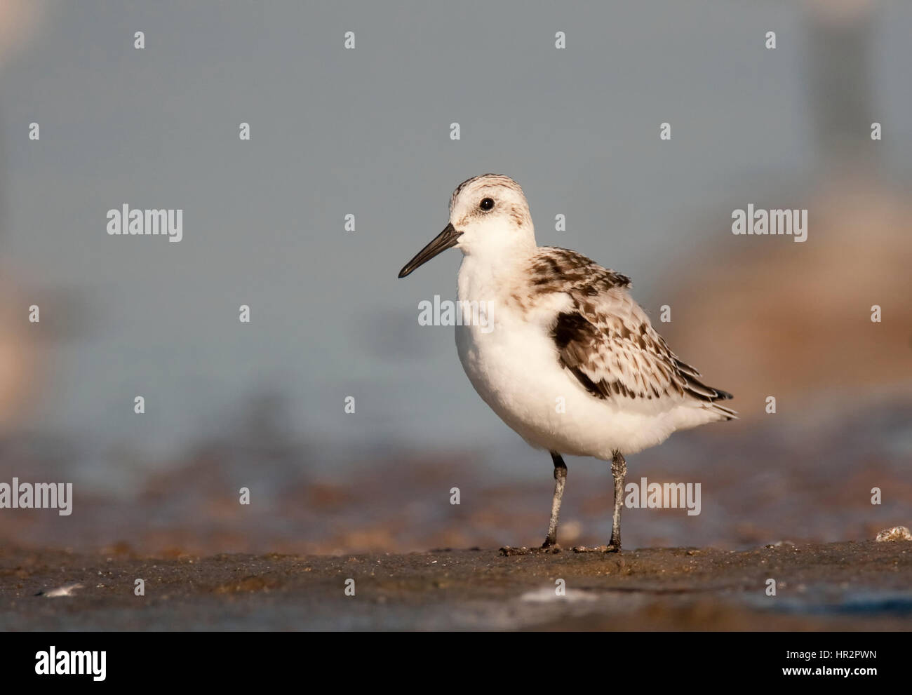 Sanderling shorebird on beach with blue water background Stock Photo ...